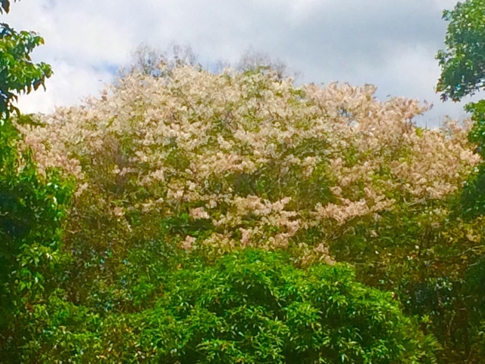 Cherry Blossom in Negros: Truth or Myth? - ExperienceNegros
