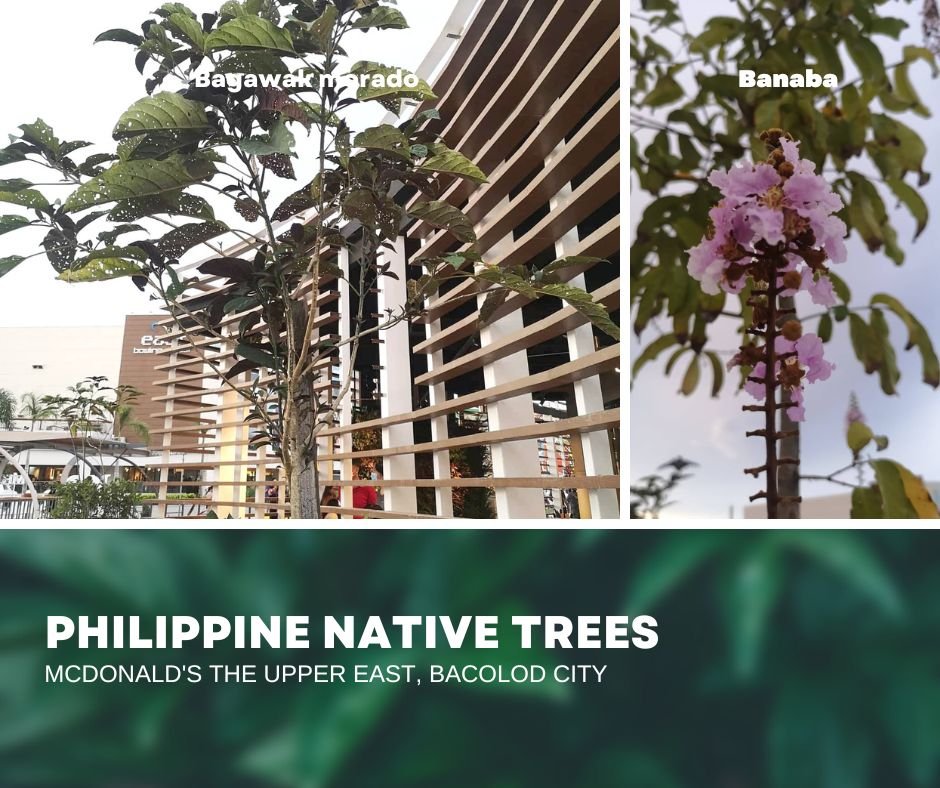 Philippine-Native-Trees - ExperienceNegros